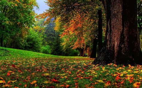 Nature Fall Landscape Trees Wallpapers Hd Desktop And Mobile