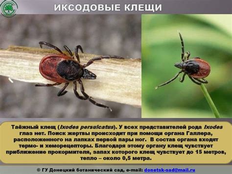 Иксодовые клещи у собак | фото, капли, что делать, если укусил, лечение