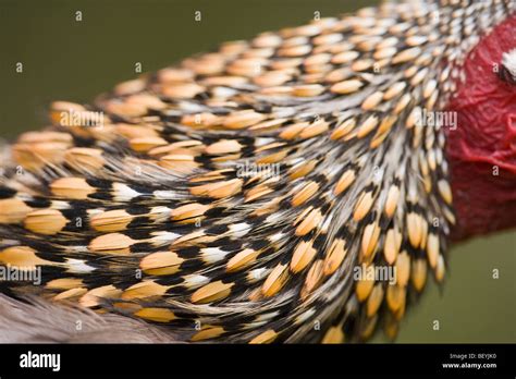 Grey Or Sonnerats Jungle Fowl Gallus Sonnneratii Cock Birds Hackle