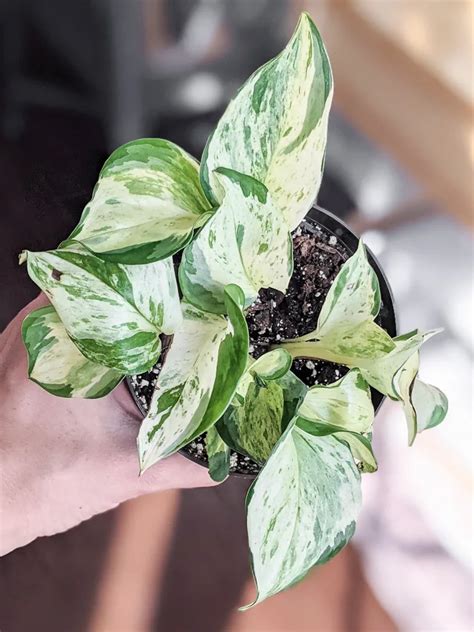 Learn All About Manjula Pothos Care And Propagation