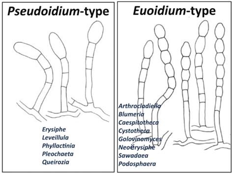 How Many Spores Culham Research Group