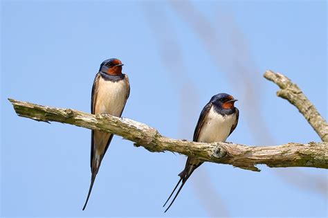 5 000 Free Barn Swallow And Swallow Images Pixabay