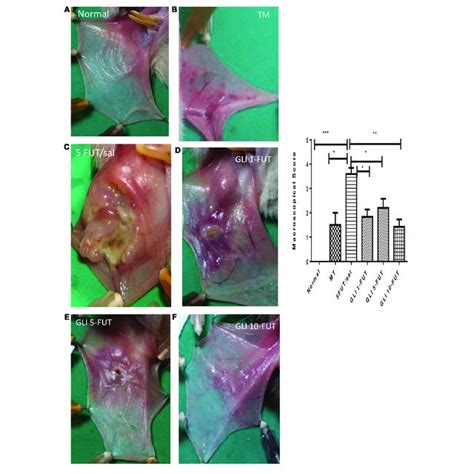 Macroscopic Aspects Of The Samples Normal Hamster Cheek Pouch Tissue Download Scientific