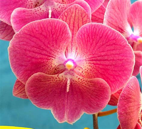 Підліток орхідеї Phal Harck Peach біг ліп квіти 10 см висота 50 см 17