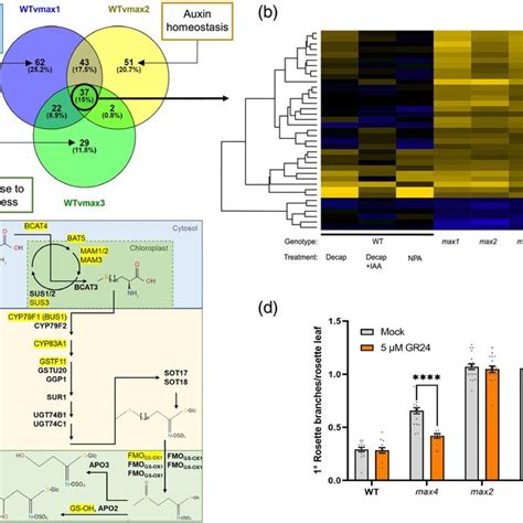 Strigolactone Sl Mutants Highly Upregulate Glucosinolate Download Scientific Diagram