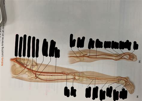 Leg Arteries Diagram Quizlet