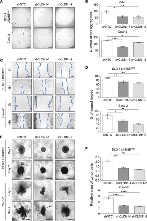 Lin28b Induced Cell Aggregation And Collective Cell Invasion Are