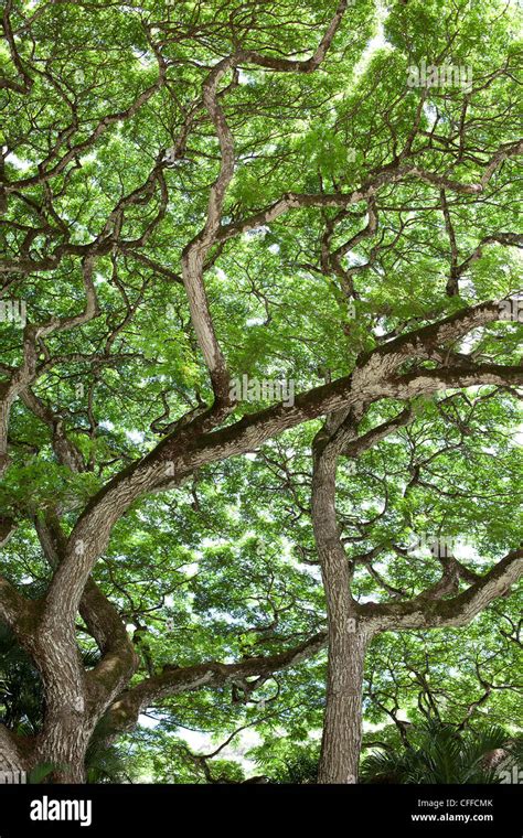 An Image Of The Underside Of A Large Tree Canopy In Waimea Hawaii Stock Photo Alamy
