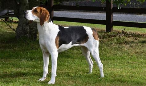 What Are The Different Types Of Coonhounds
