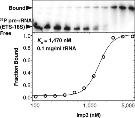 Imp3 Unfolds Stem Structures In Pre Rrna And U3 Snorna To Form A Duplex