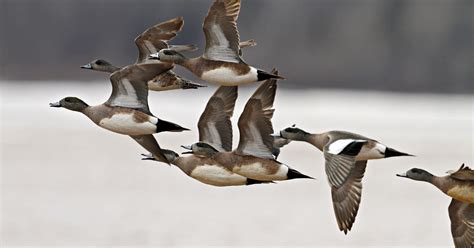 Waterfowl Migration Reports Ducks Unlimited