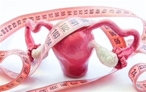 How Big Is A Human Uterus