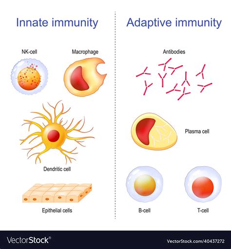 Adaptive Immunity And Innate Immune Royalty Free Vector