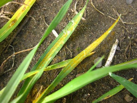 Late Stripe Rust Continues Wheat And Small Grains Washington State University