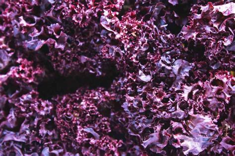 Lollo Rosso Lettuce How To Plant Grow And Enjoy This Purple Leafy