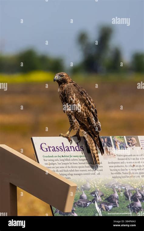 The New Tour Guide At The Merced National Wildlife Refuge In The