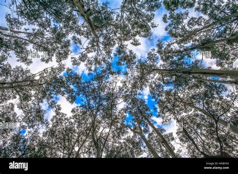 Tree Canopy Hi Res Stock Photography And Images Alamy