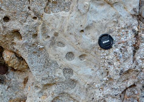 Trace Fossils Of The San Joaquin Valley