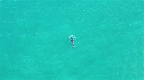 Majestic Minke Whale Having A Play In The Clear Waters Of Copacabana Central Coast Nsw Australia