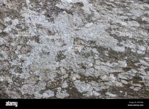 Realistic Tree Bark Background Texture Seamless Texture From Tree Stock Photo Alamy