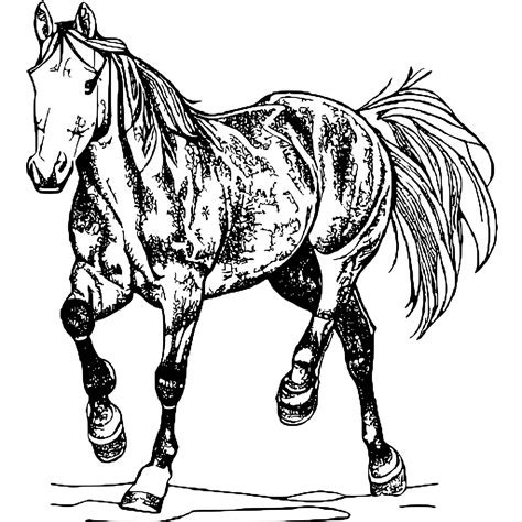 Caballo De Carreras Páginas Para Colorear De Caballos Realistas