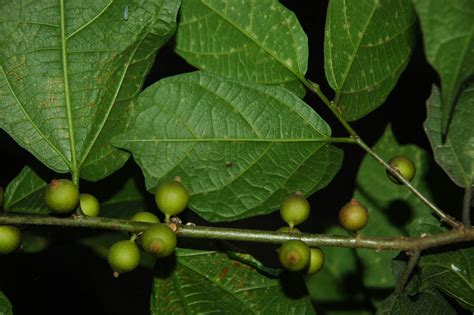 Ficus Ulmifolia Alchetron The Free Social Encyclopedia