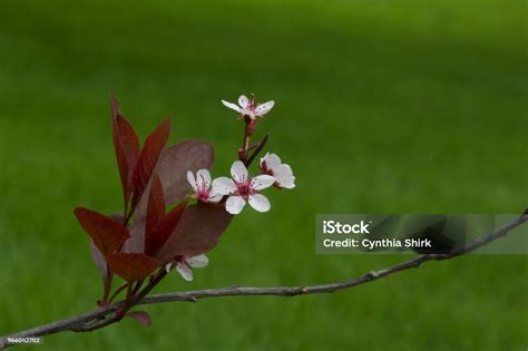Bunga Putih Kecil Muncul Di Satu Cabang Semak Sakura Pasir Daun Ungu Foto Stok Unduh Gambar