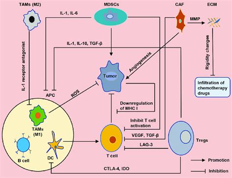 Schematic Diagram Represents The Interaction Between The Tumor