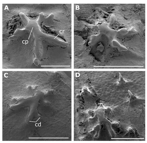 Dermal Denticles Under Scanning Electron Microscope Of Potamotrygon Download Scientific Diagram
