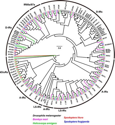 Phylogenetic Relationship Of Insect IRs The Tree Was Constructed Using Download Scientific