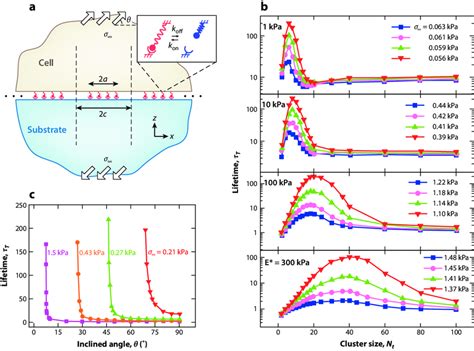 A Mechanics Model Of Cell Adhesion Illustrating The Effect Of Adhesion Download Scientific
