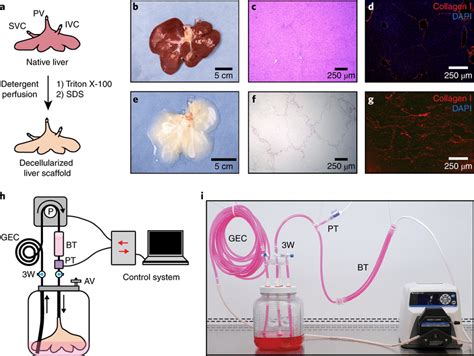Porcine Liver Decellularization And Perfusion Bioreactor System A Download Scientific Diagram