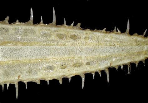 Pristiophorus Nancyae Ebert And Cailliet 2011 Shark References