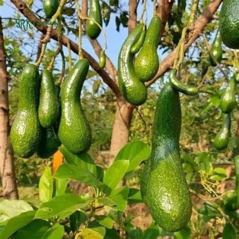 Long Neck Avocado Avocado Tree Live Big Fruit Tree 12 24 Tropical