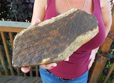 Detailed Fossil Tree Bark Lepidodendron From Pella Iowa 1819016897 Detailed Fossil Tree Bark Lepidodendron From Pella Iowa 1819016897
