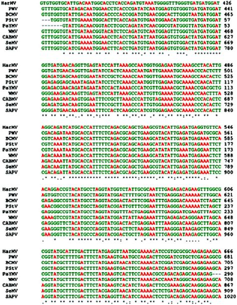 Note Wmv Watermelon Mosaic Virus Isolate Ard Me Acc No Download Scientific Diagram
