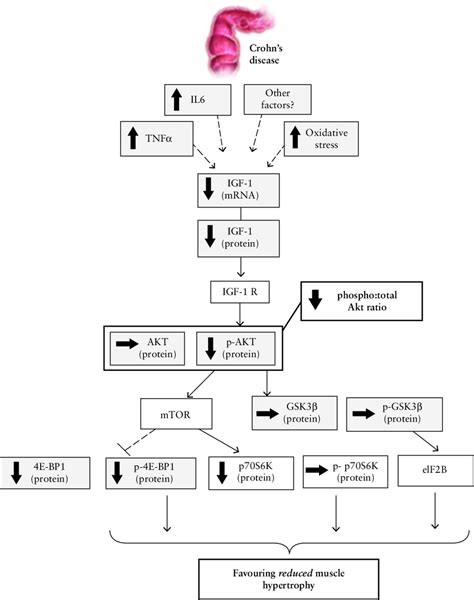 Diagram Representing The Attenuated Muscle Hypertrophy Pathway As