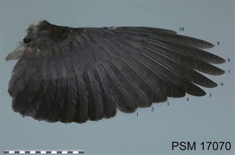 Raven Feathers Identification Common Raven Identification All About
