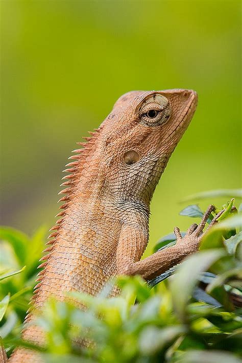 100 Funny Lizard Names Thatll Have You Shedding Tears