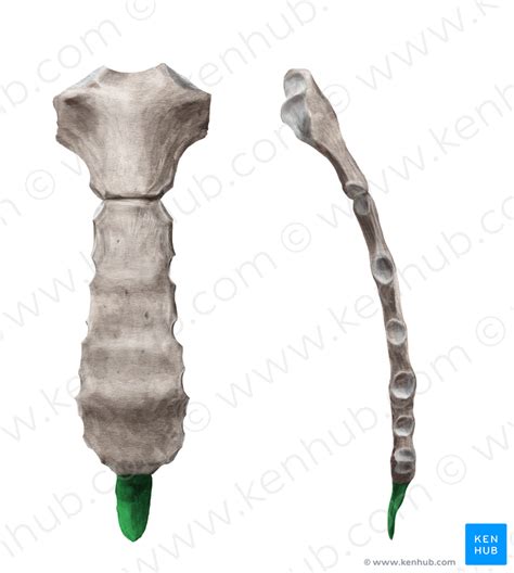 Xiphoid Process Processus Xiphoideus Kenhub