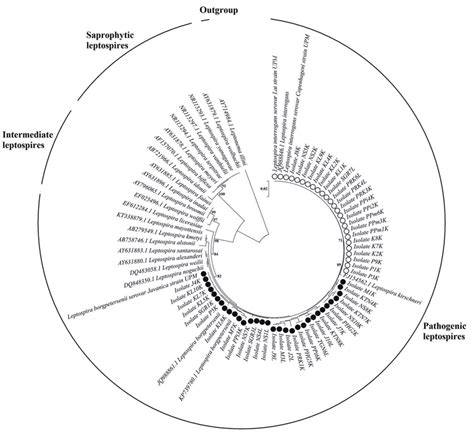 The Neighbor Joining Phylogenetic Tree Estimated Using The