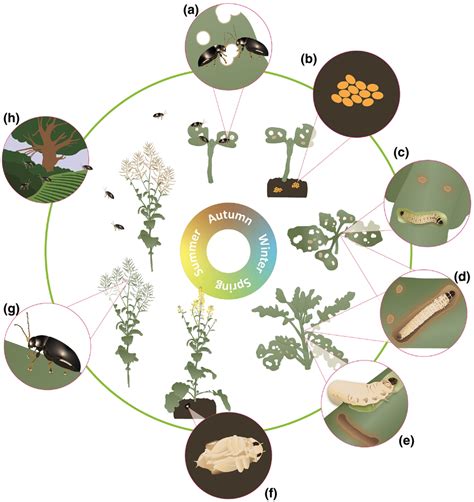 Flea Beetles Life Cycle Flea Beetles Agricultural Biology