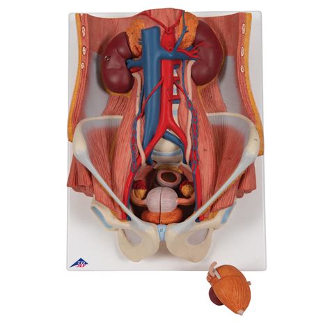 Dual Sex Urinary System Anatomical Model K32 1000317 Urology 3b
