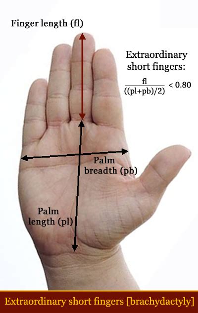 Finger Length Long Fingers Vs Short Fingers The Implications