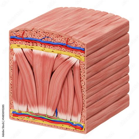 Detailed 3d Cross Section Anatomy Of Skeletal Muscle Tissue Layers With