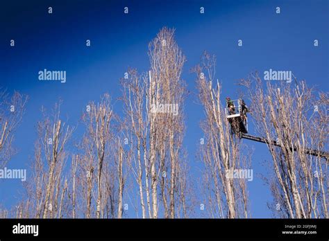 Pruning Of Tall Trees With The Use Of Mechanical Equipment Stock Photo Alamy