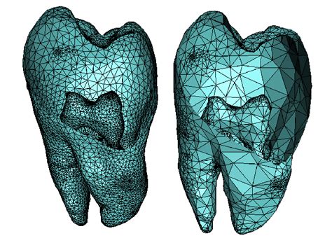 Tooth Isosurface Drawn With A Clipping Plane To See The Inside Download Scientific Diagram