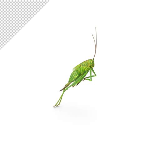 Premium Psd Jumping Grasshopper Png