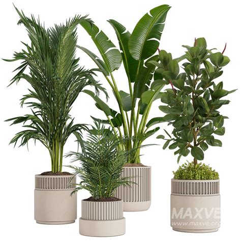 Indoor Plant Set02 3d Model Download Maxve