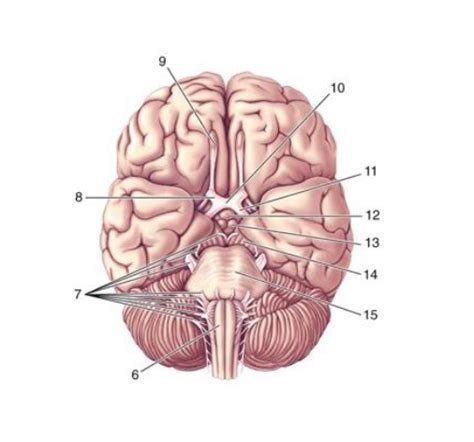 Neuroscience Exam 1 Diagram Quizlet
